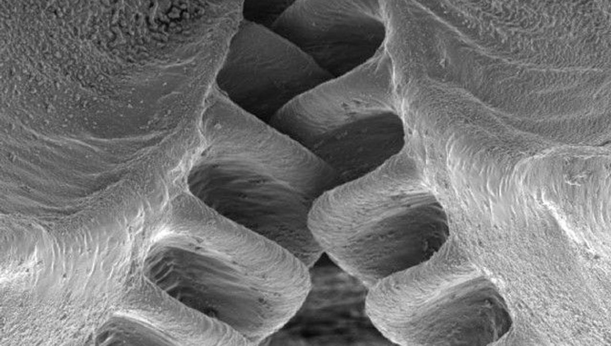 Machinery In Nature | IFLScience