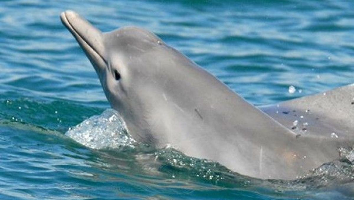 New Species of Humpback Dolphin Discovered | IFLScience