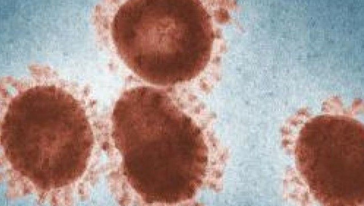 SARS Pandemic Originated in Bats | IFLScience