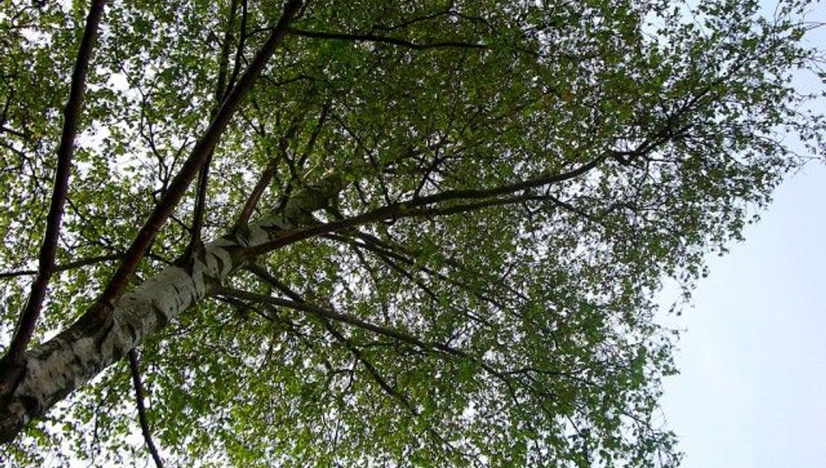 Trees Trap Environmental Particulate Matter | IFLScience