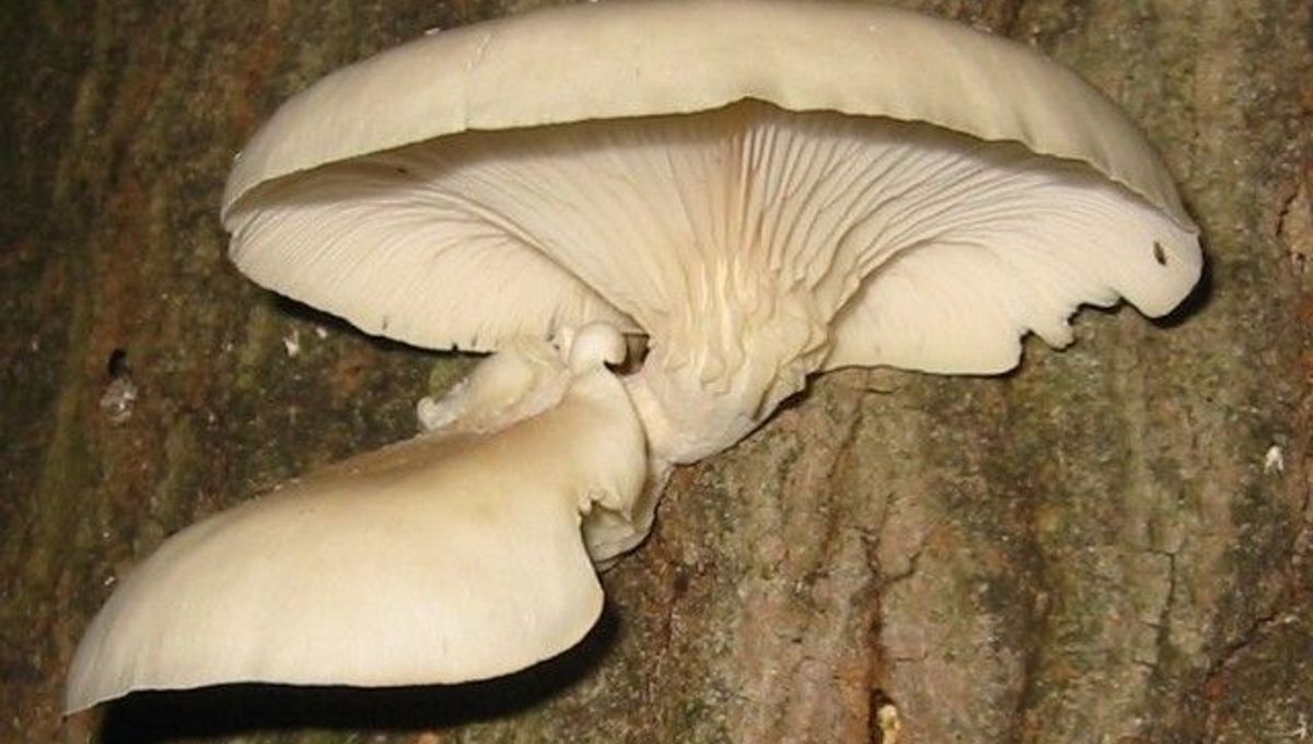 Mushrooms Capable of Generating Wind to Distribute Spores | IFLScience
