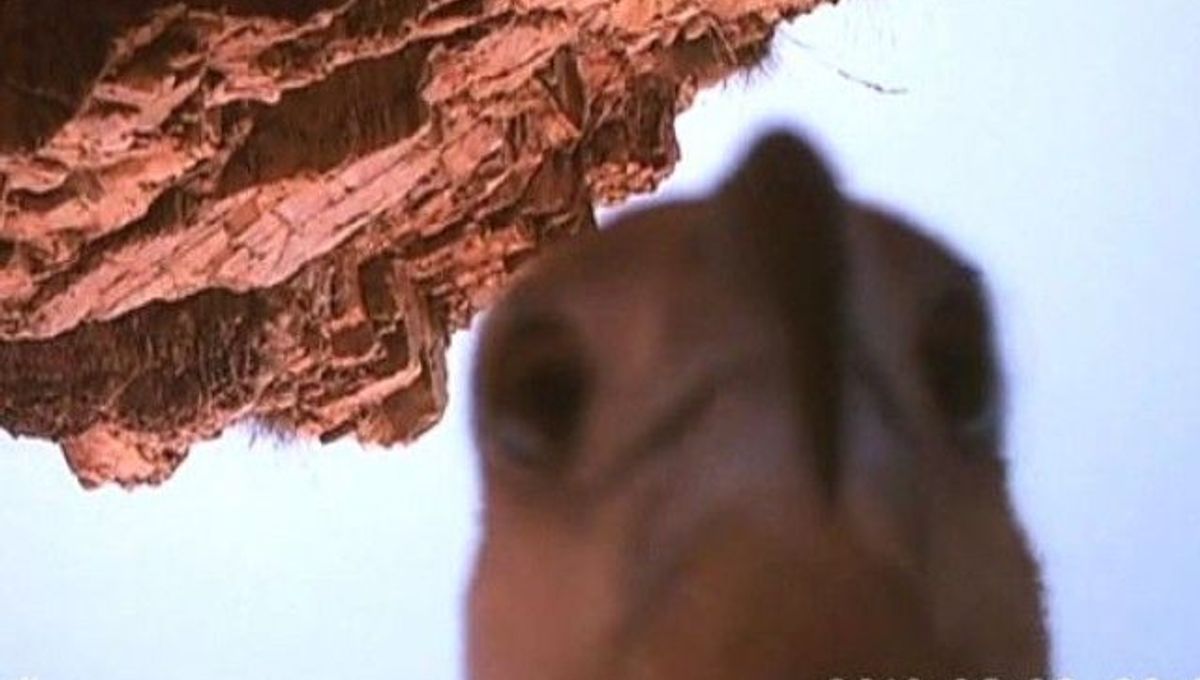 Prey’s Eye View of Eagle Flight | IFLScience