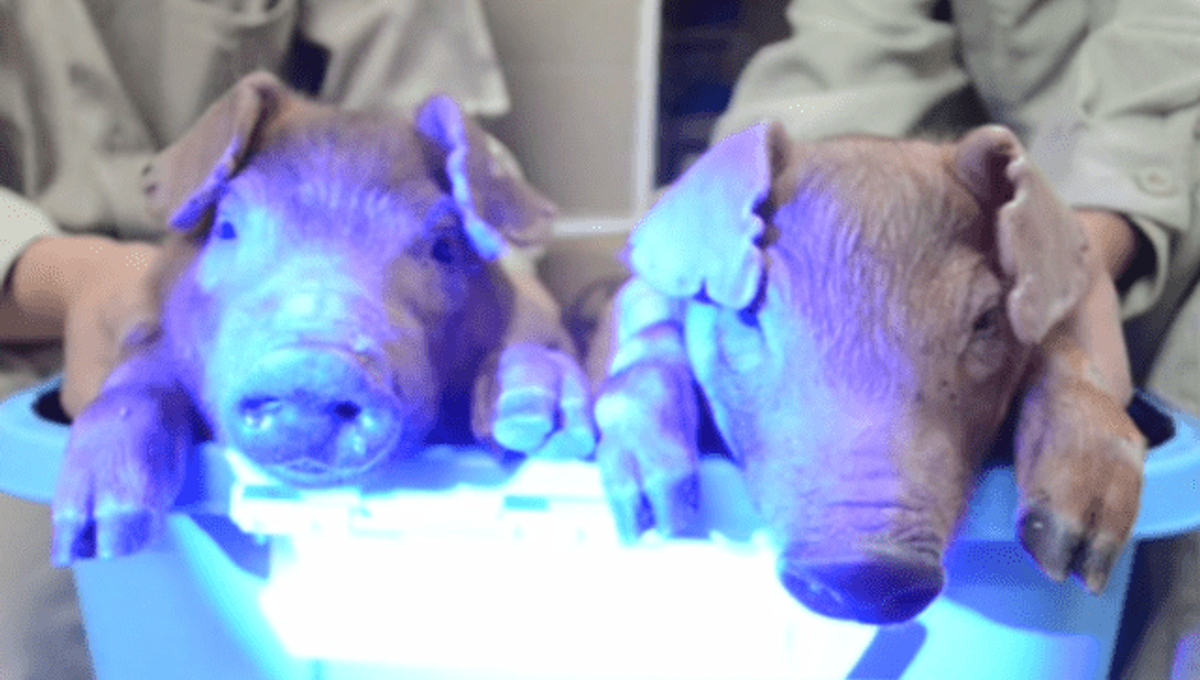 Glow in the dark piglets could save lives | IFLScience
