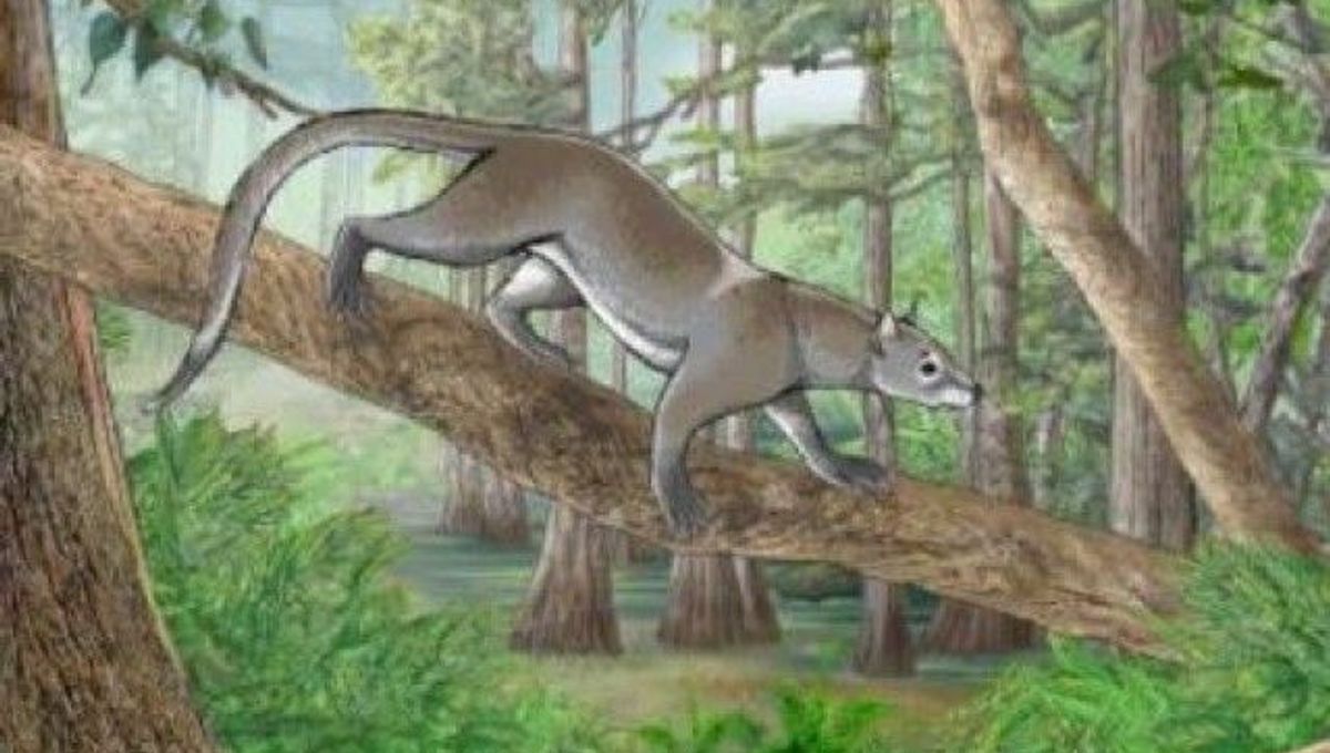 55 million-year-old ancestor of lions, tigers, and bears (oh my!) has ...