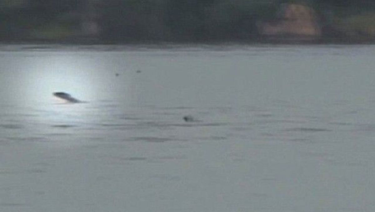 Sharp-toothed tigerfish jumps into the sky to eat birds | IFLScience