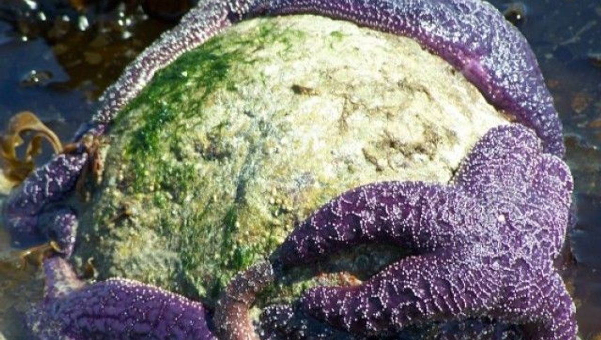 Mysterious Disease Has Been Devastating Starfish | IFLScience