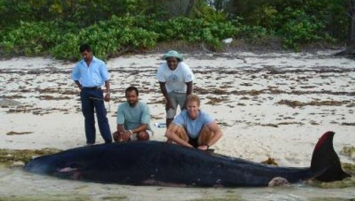 Rare Species Of Deep-Diving Whale Discovered | IFLScience
