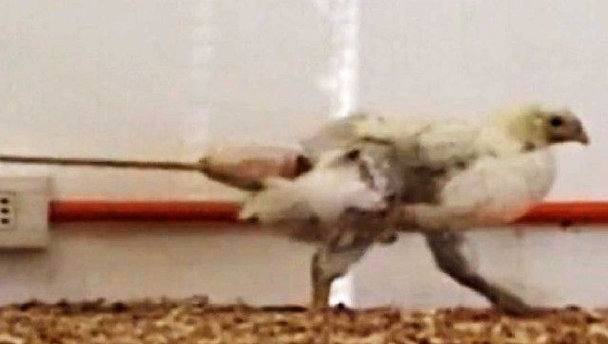 Researchers Strap Weighted Tail to Chickens to Understand Dinosaur ...