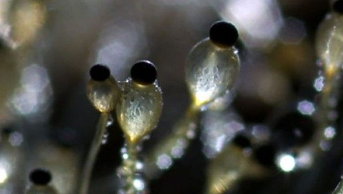 The Fastest Accelerating Organism on Earth is a Fungus! | IFLScience