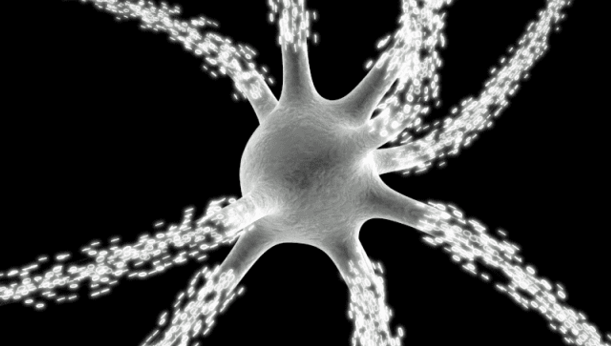 Scientists Discover A Process That Regulates Forgetting | IFLScience