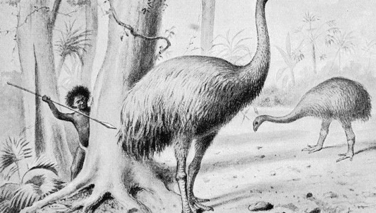 Genetic Analysis Reveals Human Role in Moa’s Extinction | IFLScience