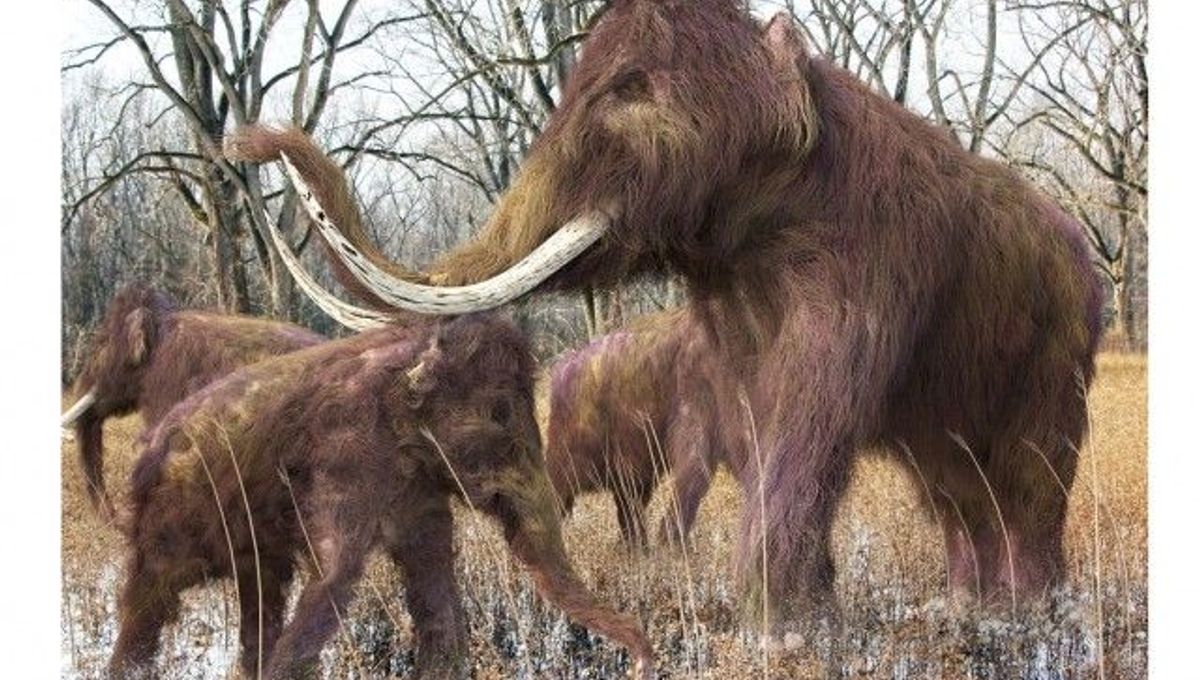 Woolly Mammoth Extinction Cause