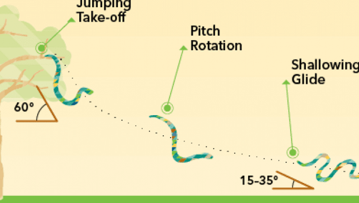 Secrets of the Flying Snake Revealed | IFLScience