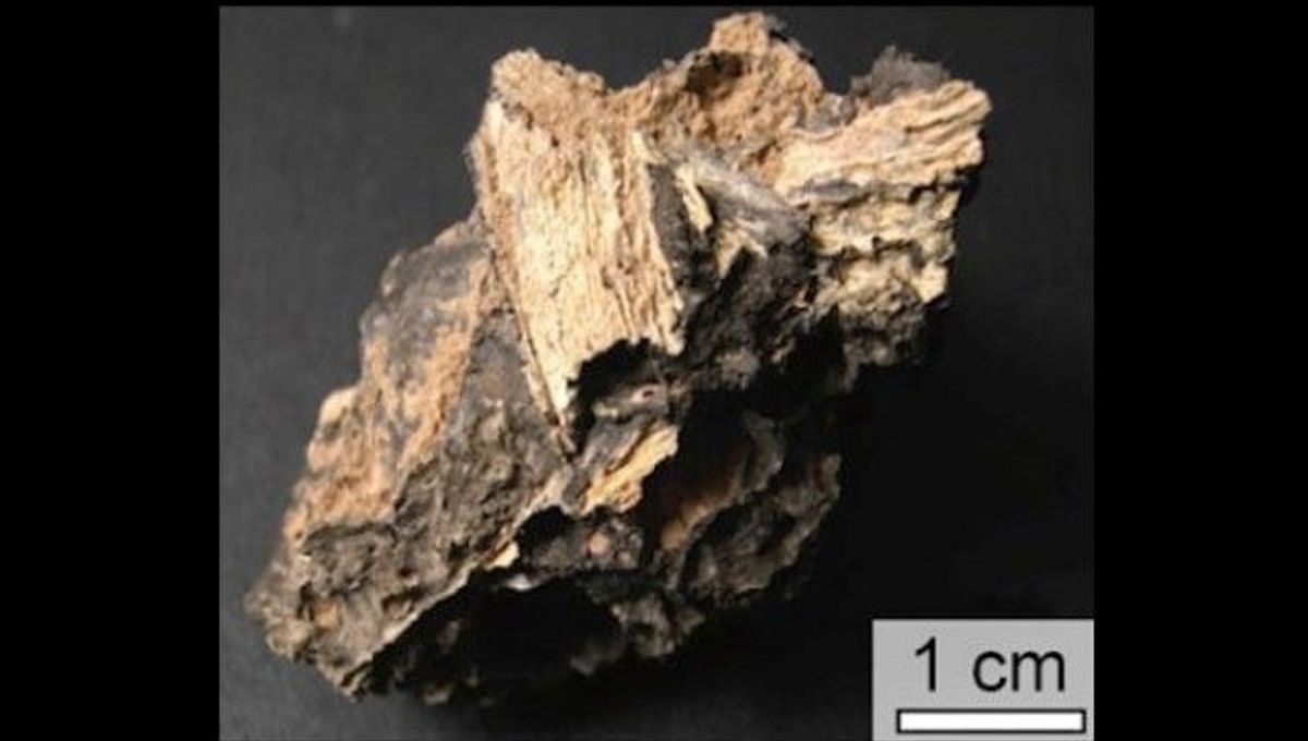 Ancient Grass Preserved in Impact Glass | IFLScience