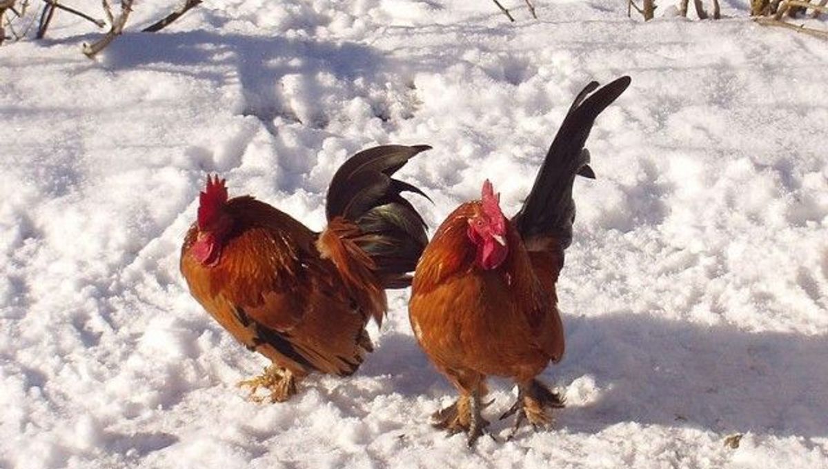 An Insight Into The Domestication Of Barnyard Chickens | IFLScience