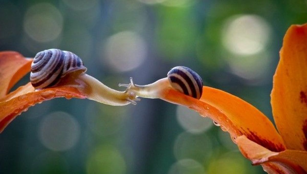 The Secret Life of Snails | IFLScience