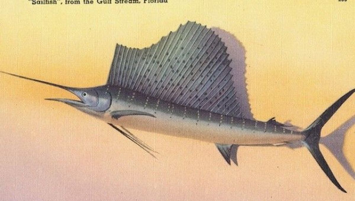 Caught on Camera: Sword-Wielding Sailfish Slashing Sardines | IFLScience