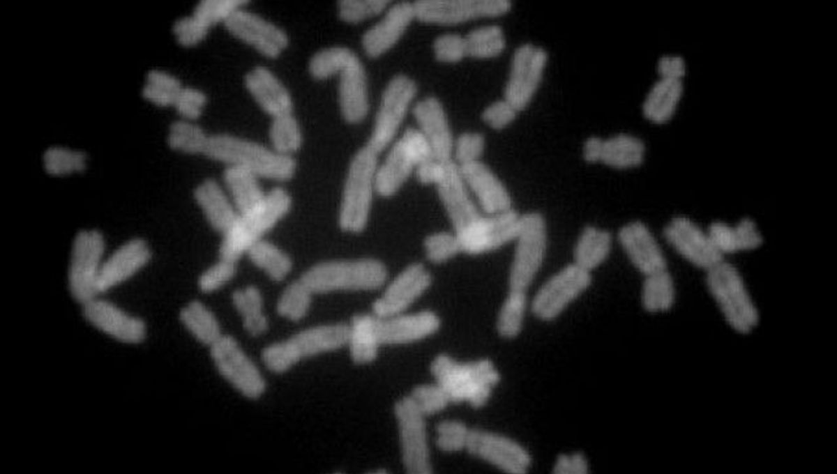 The Evolution Of The Y Chromosome | IFLScience