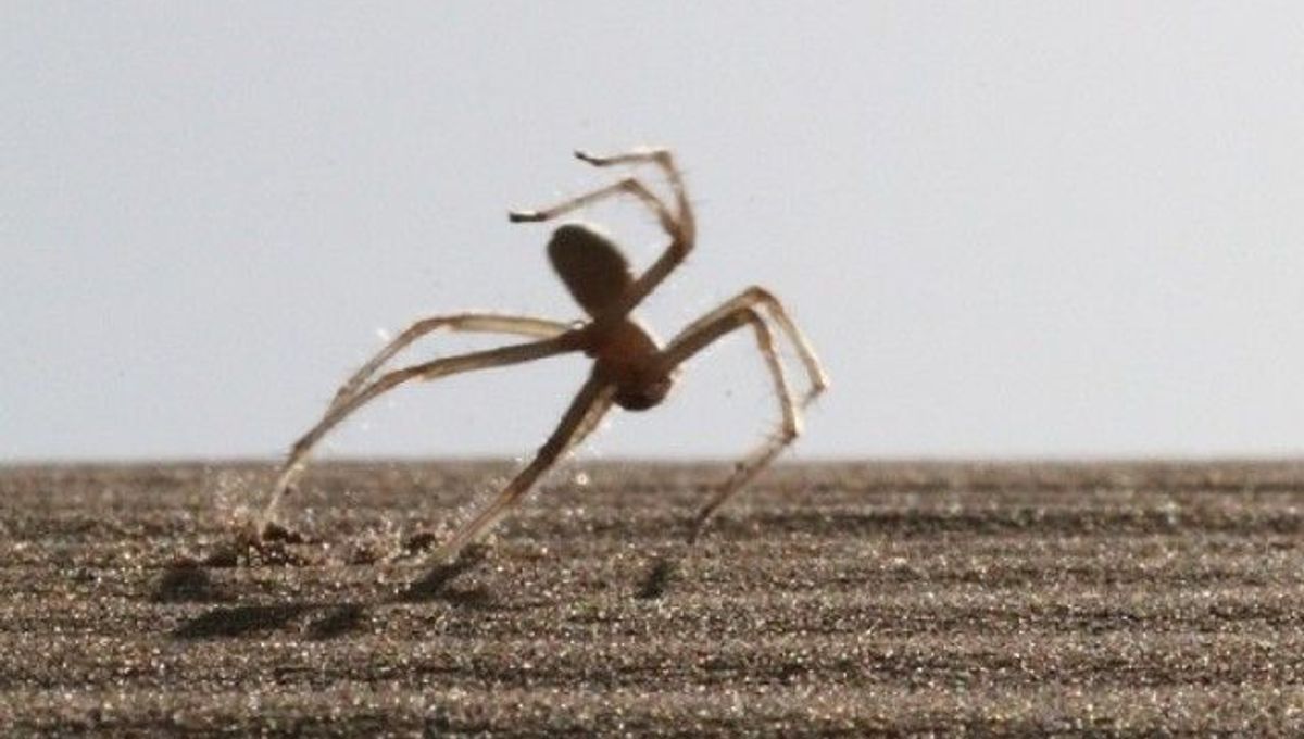 Cartwheeling Spider Discovered | IFLScience