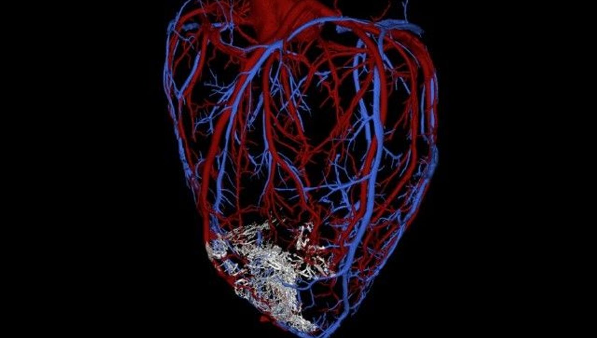Stem Cells Regenerate Monkey Hearts | IFLScience