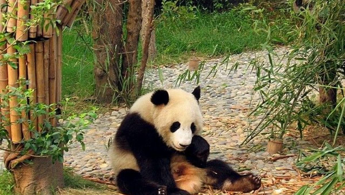 China Outlaws The Eating Of Endangered Animals | IFLScience