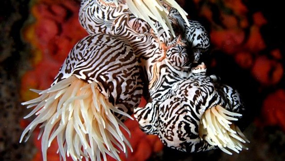 New Order of Marine Animals Discovered | IFLScience