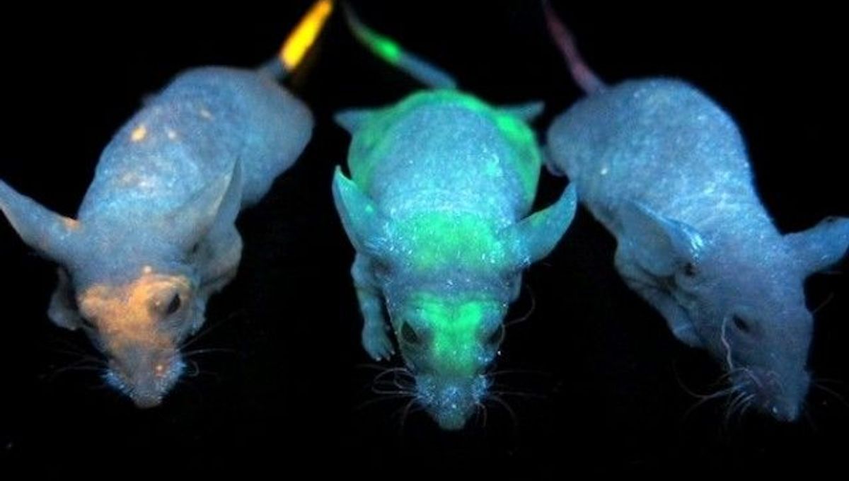 Glowing Mice Reveal Where Quantum Dots Go | IFLScience