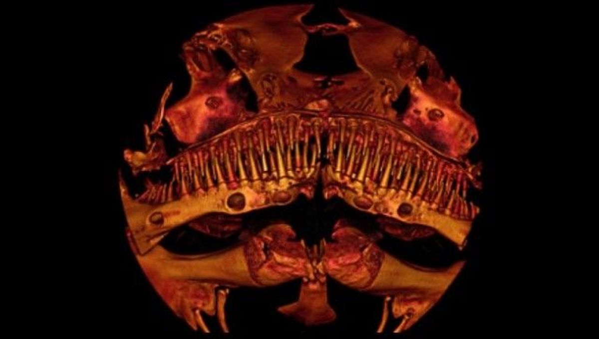 Alien-Looking Catfish Stumps Taxonomists | IFLScience