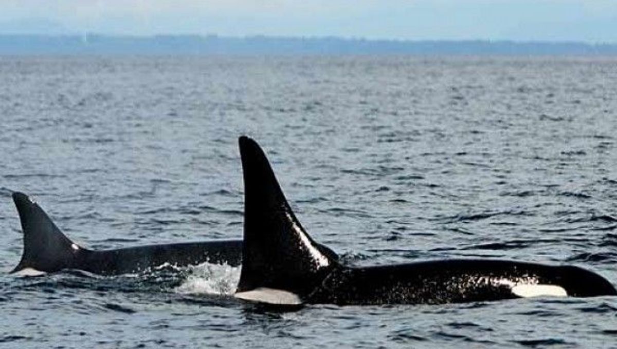 103-Year-Old Orca Spotted Off Canadian Coast | IFLScience