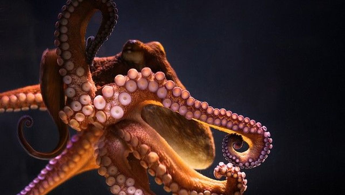How Octopuses Don't Get Tangled Up | IFLScience