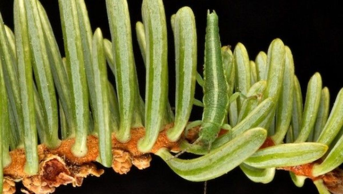 Stick Bug Study Suggests Evolution is Predictable | IFLScience