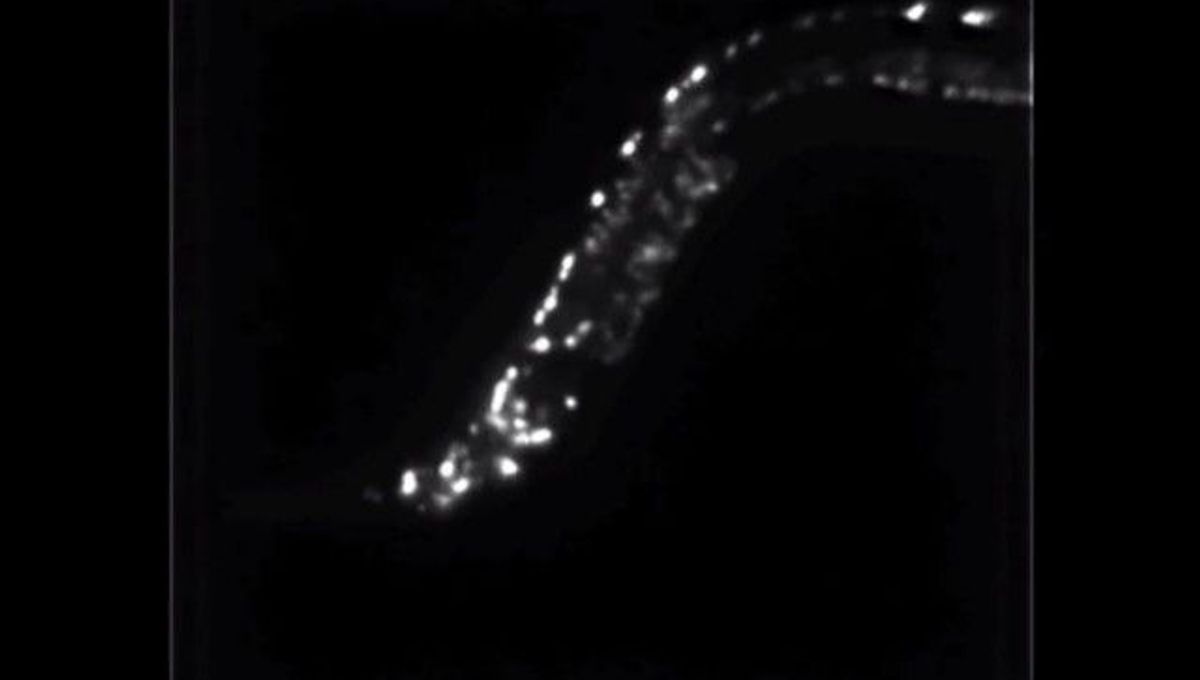 Researchers Monitor Worm Nervous System Live In 3D | IFLScience