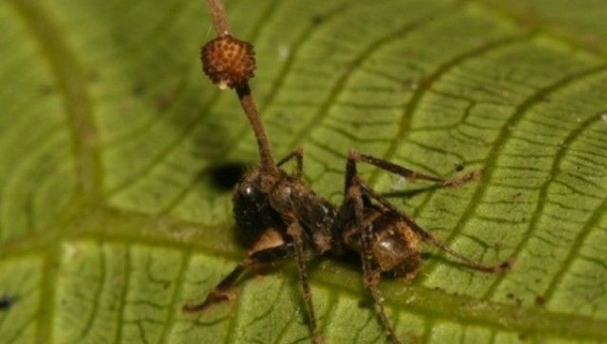 Watch This Parasitic Fungus Erupt From An Ant's Head | IFLScience