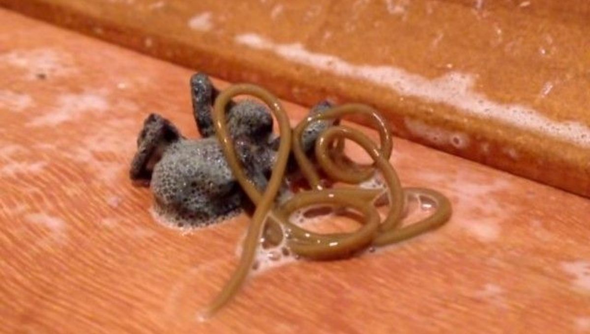 Parasite Spider Zombie