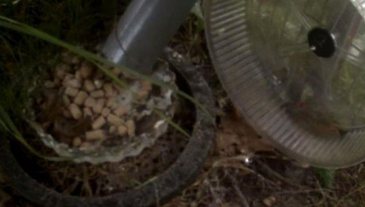 Animals In The Wild Voluntarily Use Running Wheels | IFLScience
