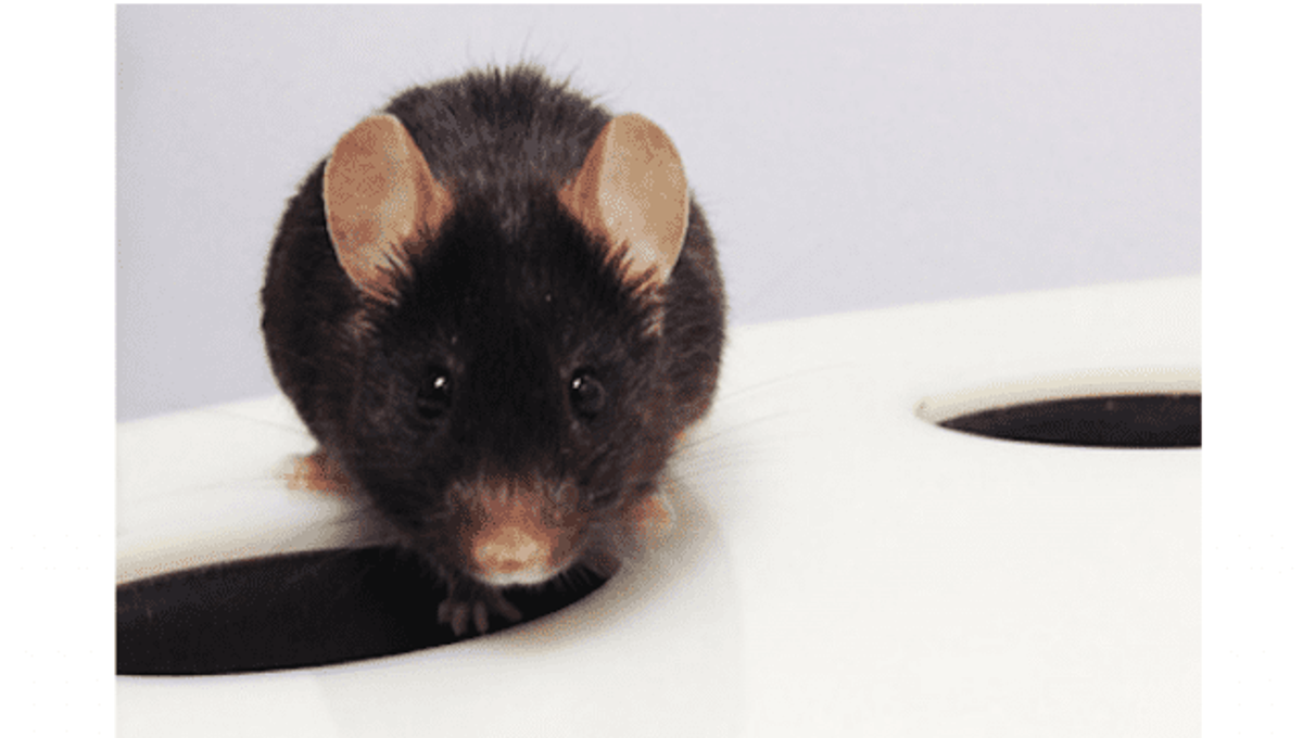Mice Who Feel Less Pain Also Live Longer, Burn More Calories | IFLScience