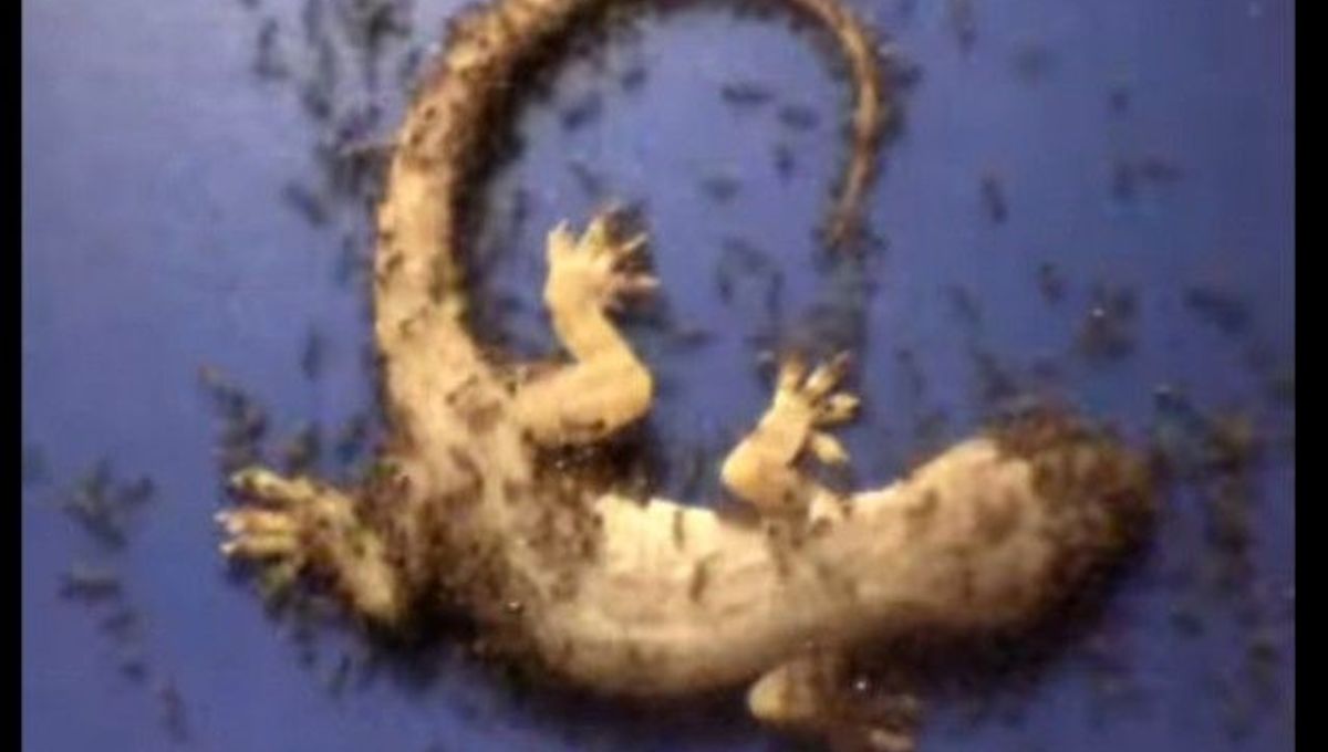 Ants Devour Dead Gecko | IFLScience