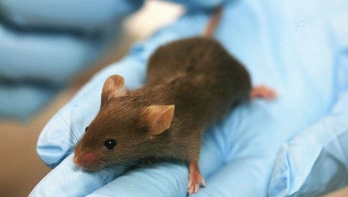 Mice With Mohawks Reveal Two Biological Pathways Linked With Autism ...