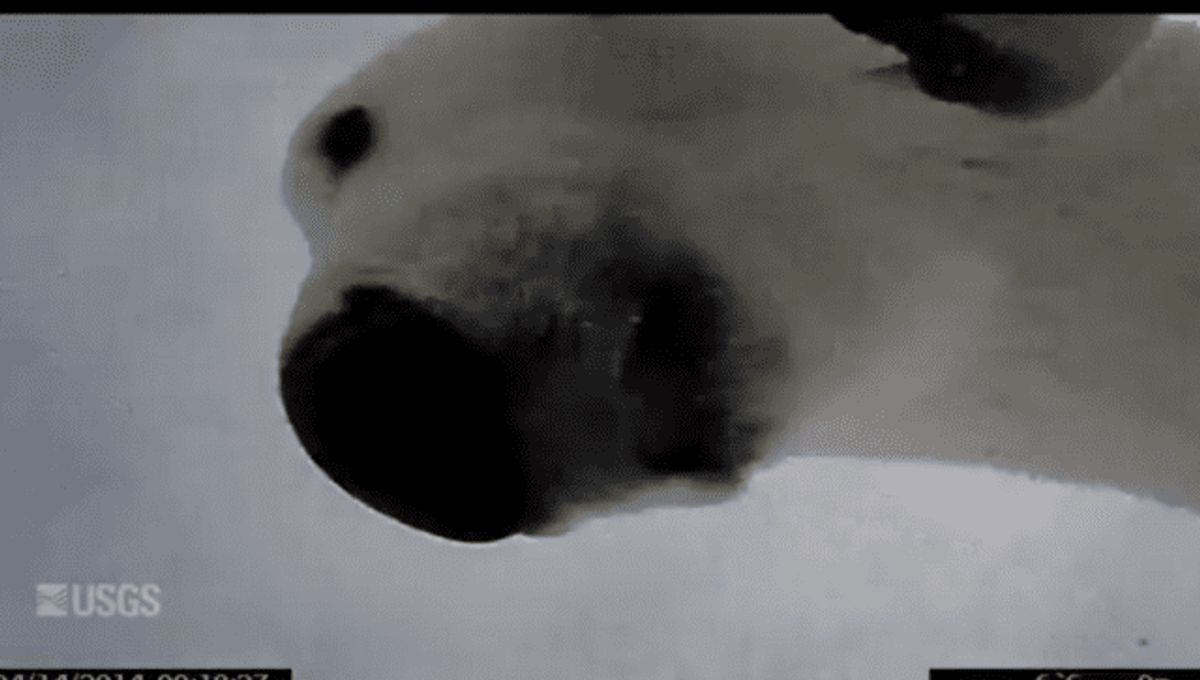Polar Bear Cam Captures Life From The Bears Persepctive | IFLScience