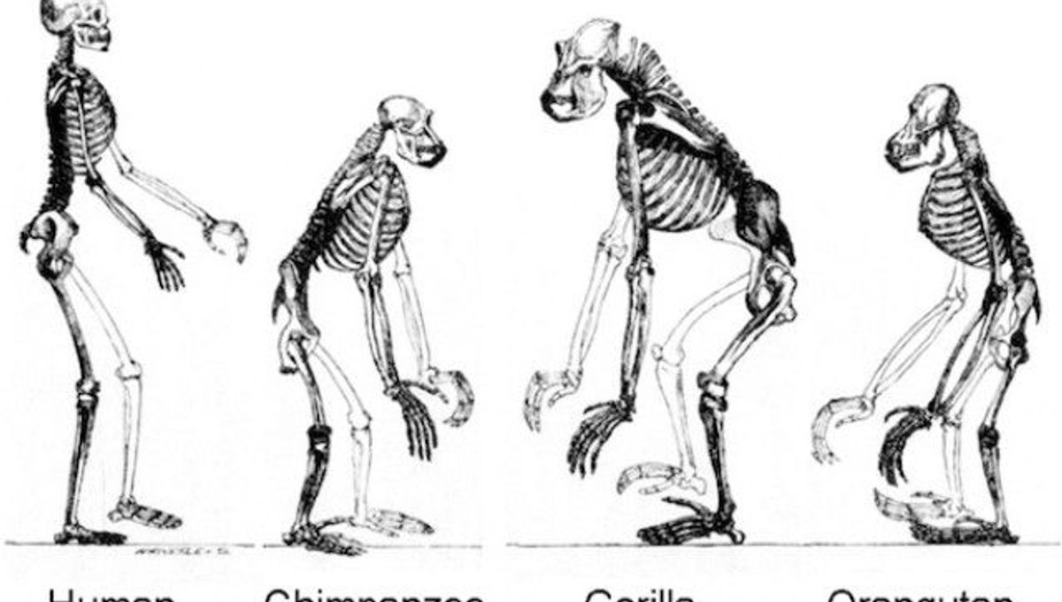 Herpes Infected Our Ancestors Before They Were Human | IFLScience