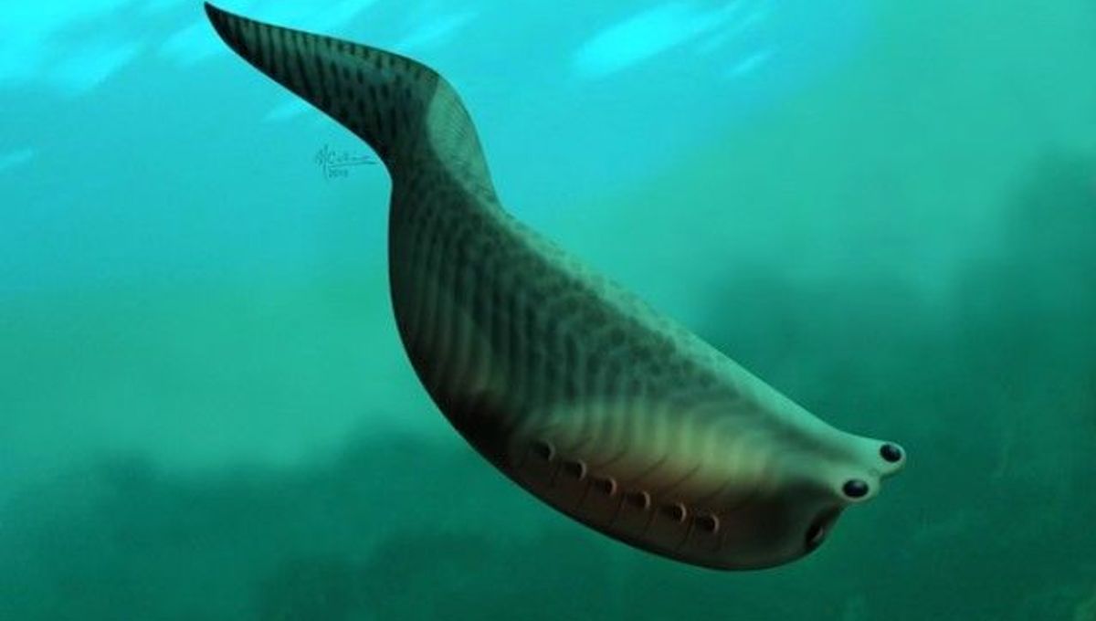 500-Million-Year-Old Fish Had First Signs of Jaws | IFLScience