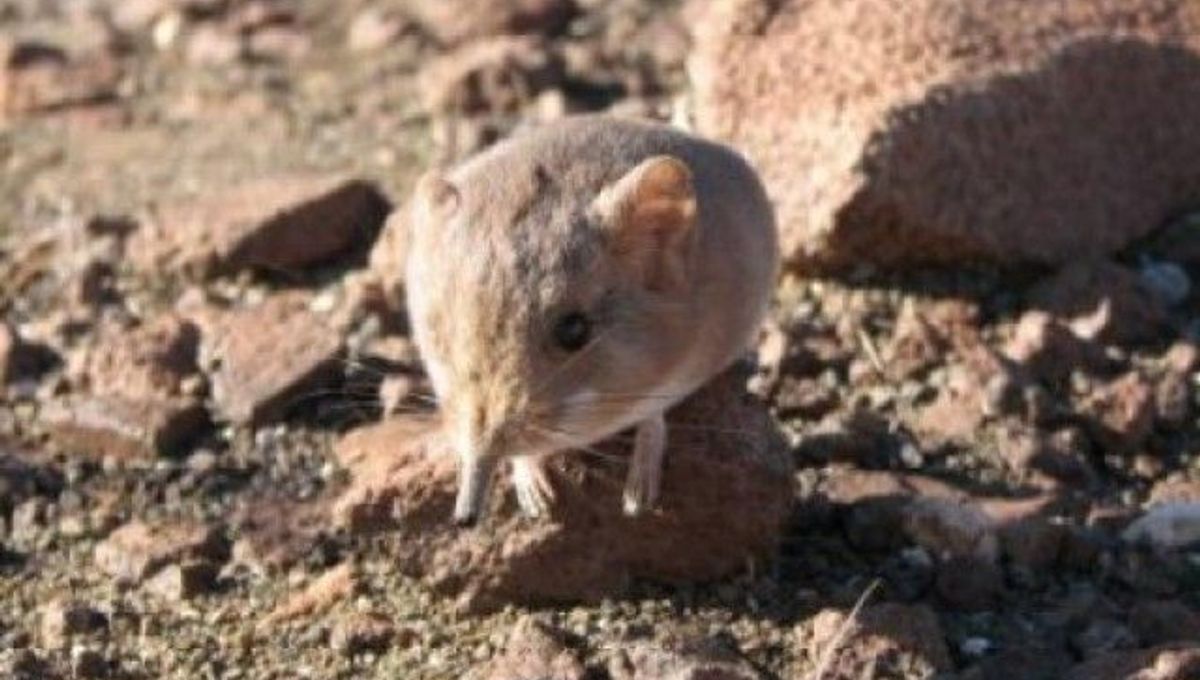 New Species Of Mammal Discovered in Africa | IFLScience
