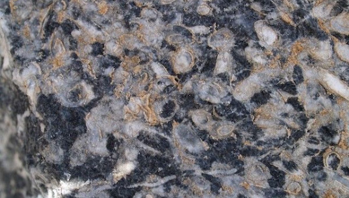 Animals Were Building Reefs 550 Million Years Ago | IFLScience