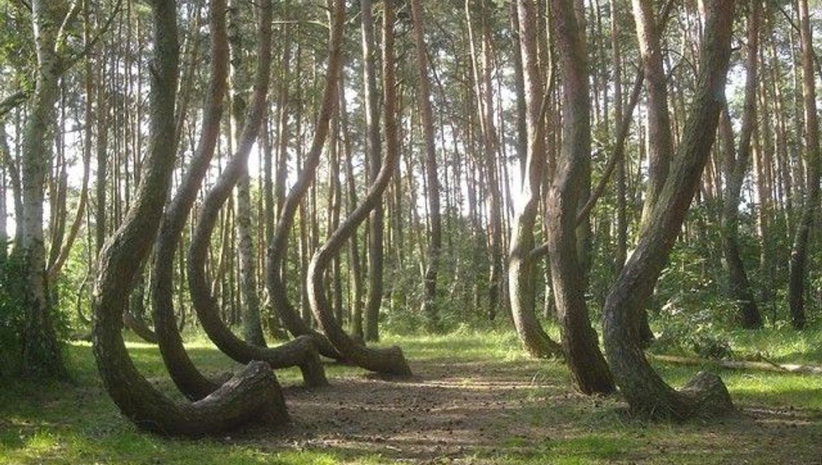 What Could Have Caused Poland's Crooked Forest? | IFLScience