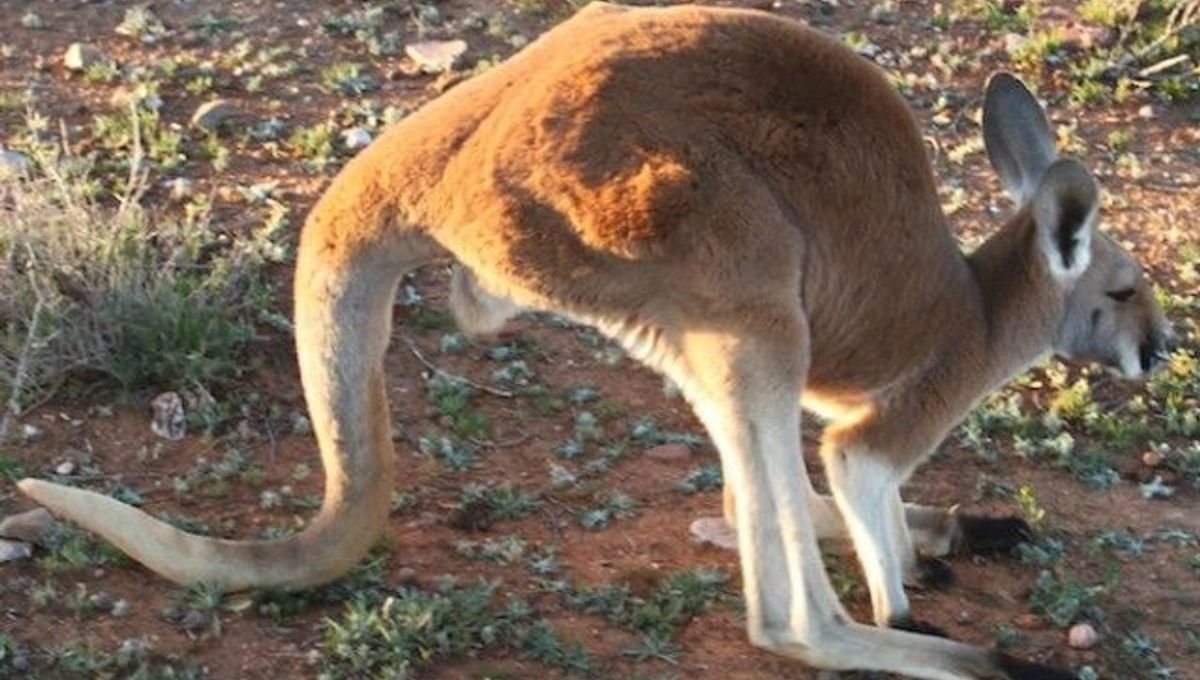 Kangaroos Have Five Legs | IFLScience