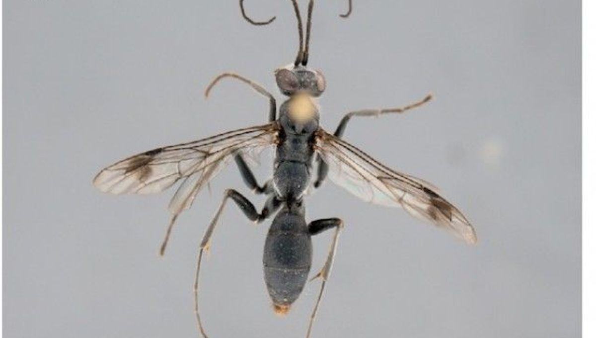 Bone-House Wasp Protects Nest With Ant Corpses | IFLScience