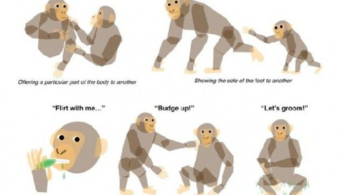 Researchers Translate Chimpanzee "Language" | IFLScience