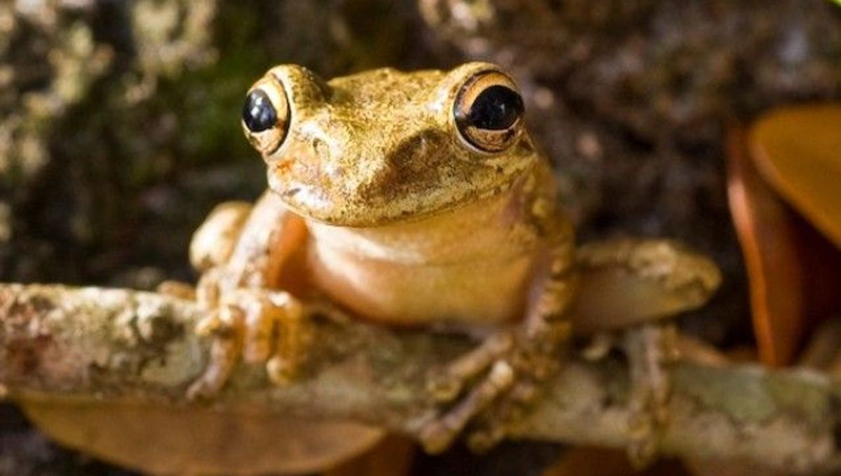 Immunizing Frogs Against a Killer Fungus | IFLScience