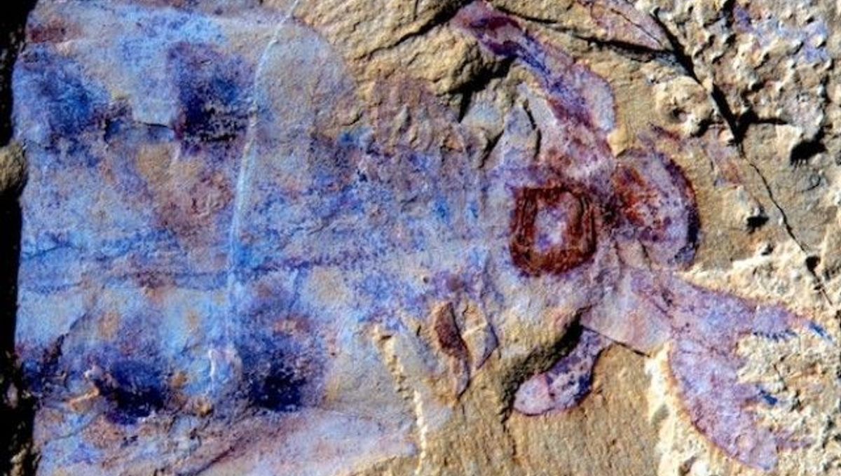Fossilized Brain of World's Earliest Predator Found | IFLScience