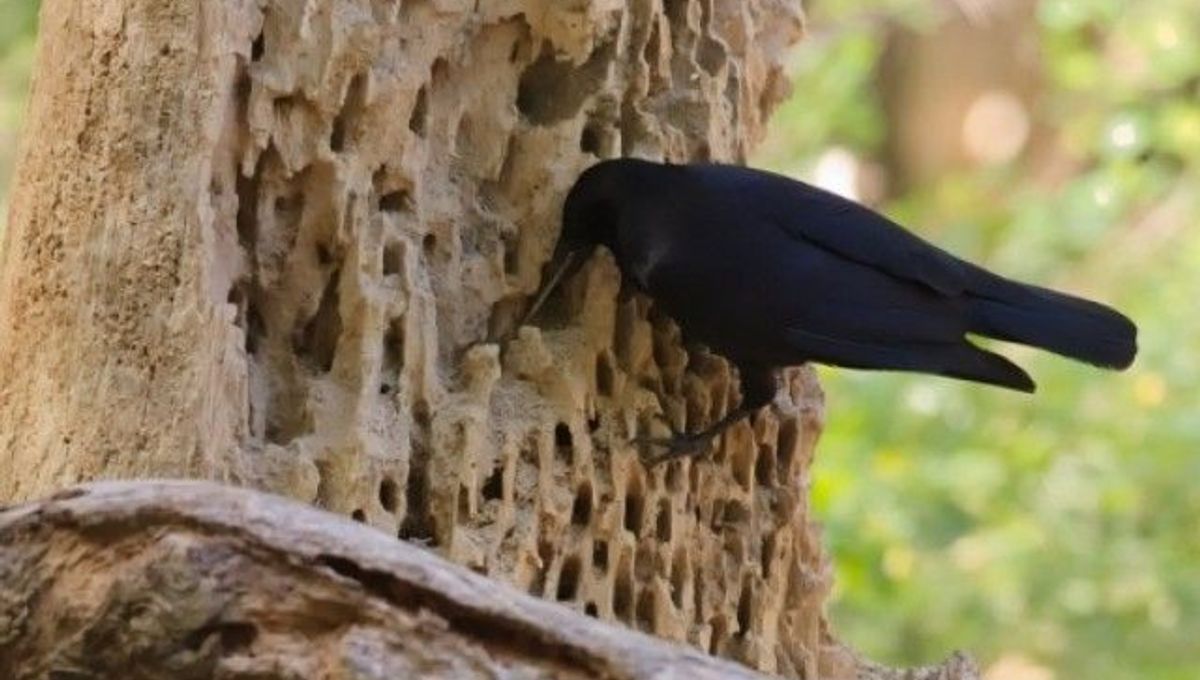 Crows Understand Displacement Better Than Six Year Olds | IFLScience